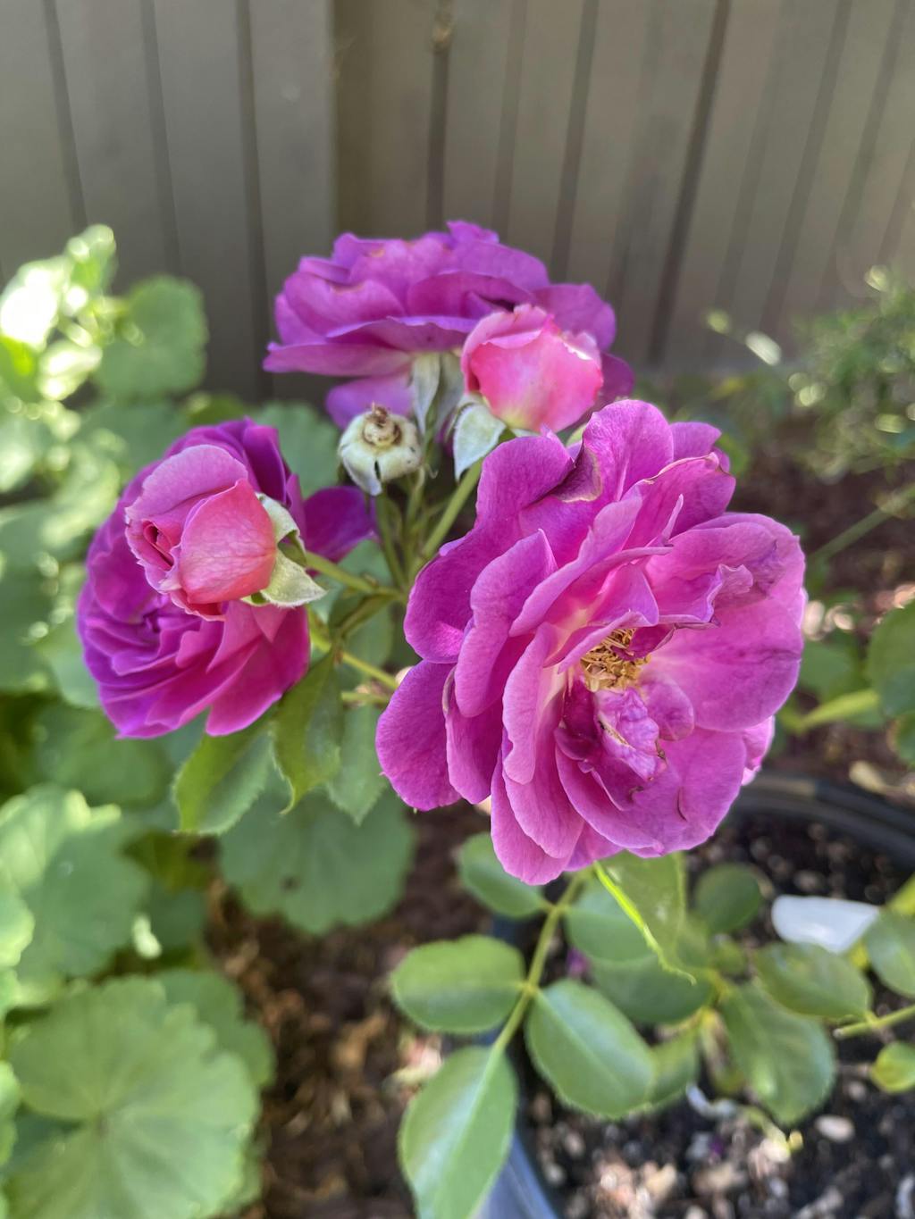 Ebb Tide Rose - Floribunda - Exceptionally Fragrant – Heirloom Roses