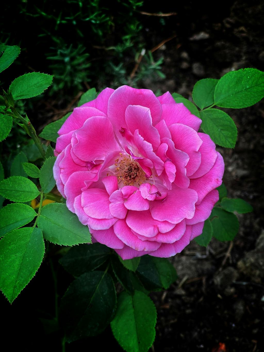 Ebb Tide Rose - Floribunda - Exceptionally Fragrant – Heirloom Roses