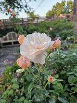 Moonlight in Paris™ – Heirloom Roses