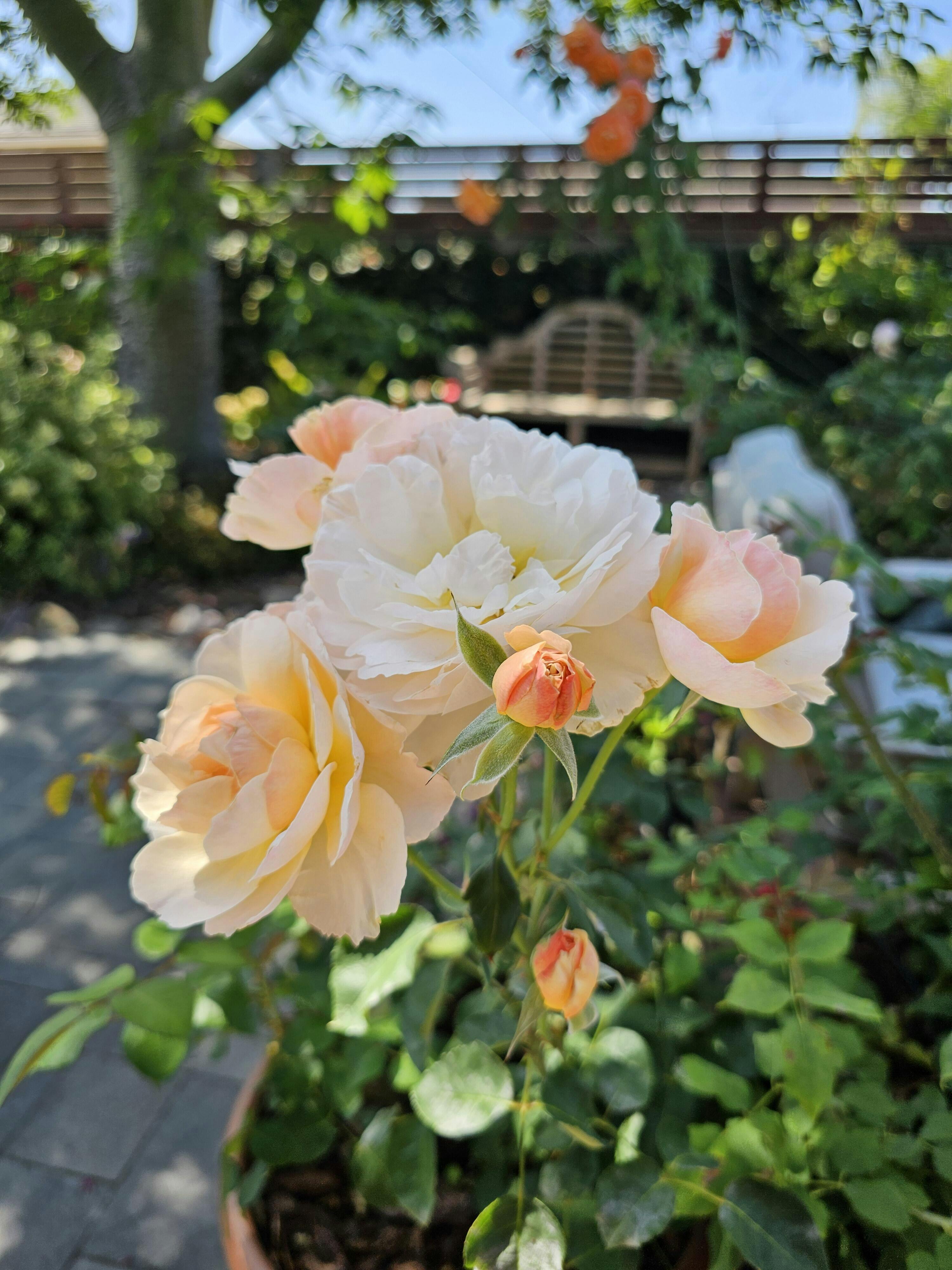 Moonlight in Paris™ – Heirloom Roses