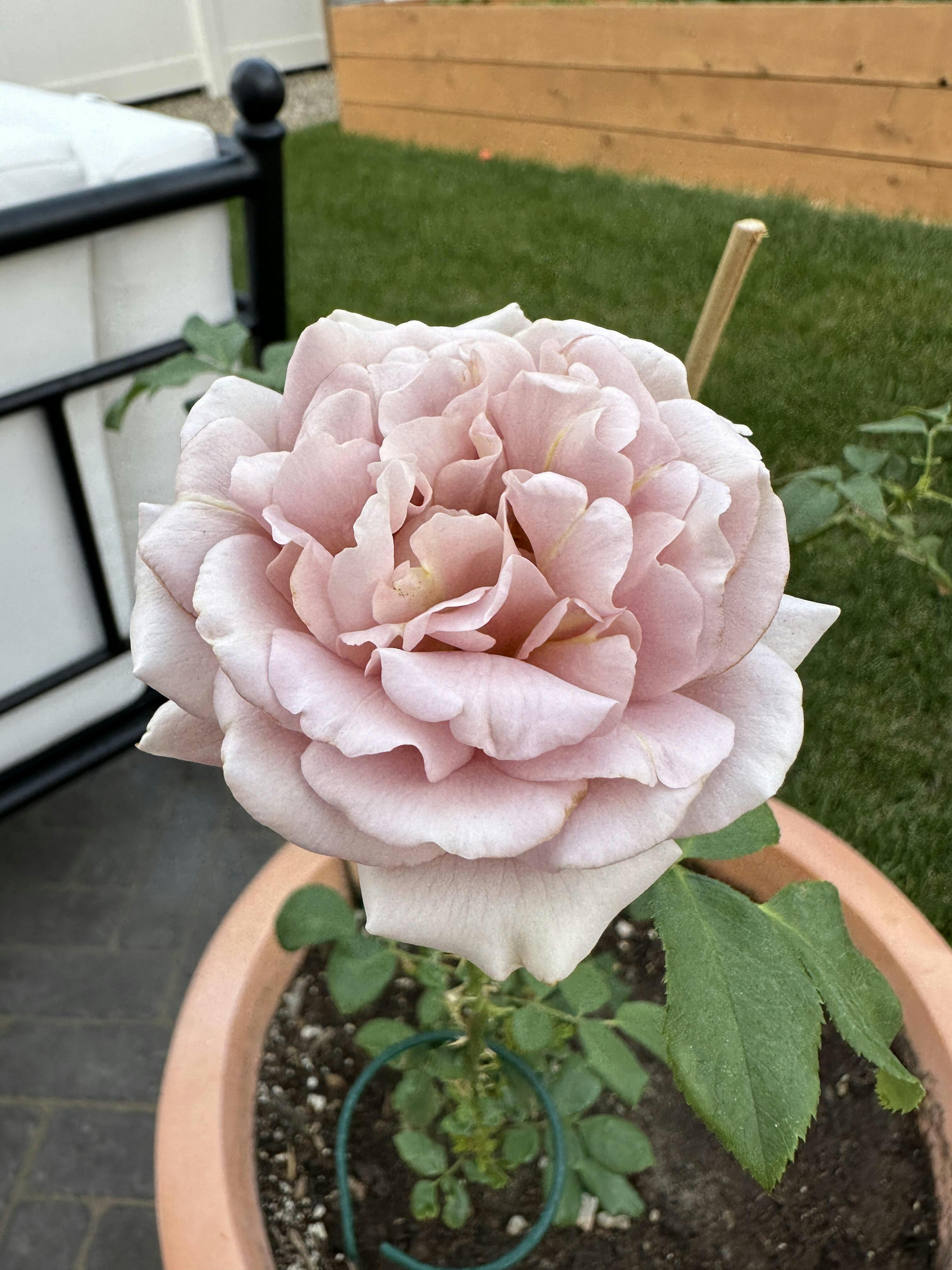 Koko Loko Rose - Floribunda - Moderately Fragrant – Heirloom Roses