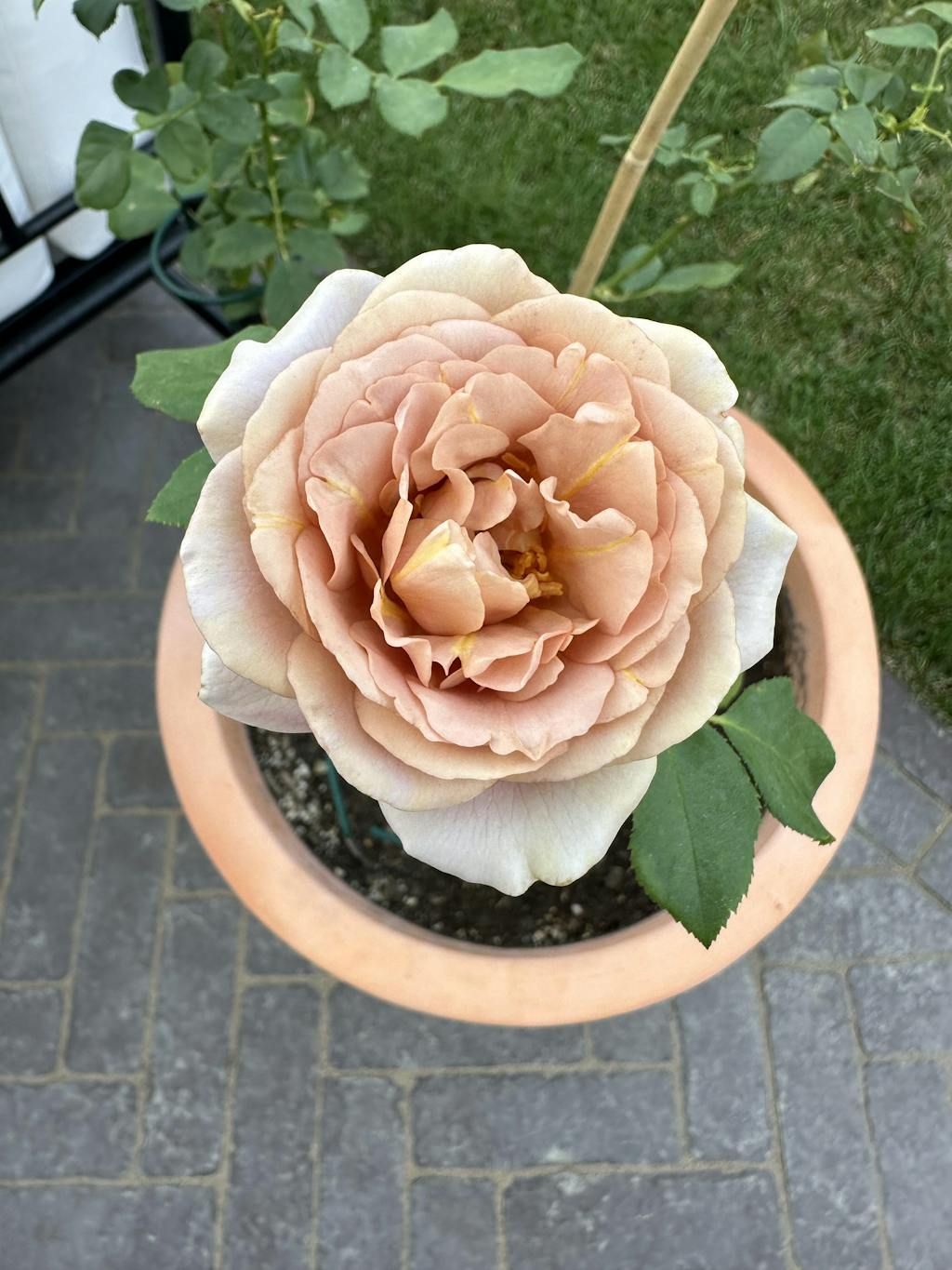 Koko Loko Rose - Floribunda - Moderately Fragrant – Heirloom Roses