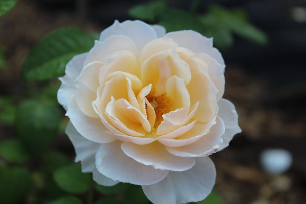 Moonlight in Paris™ – Heirloom Roses