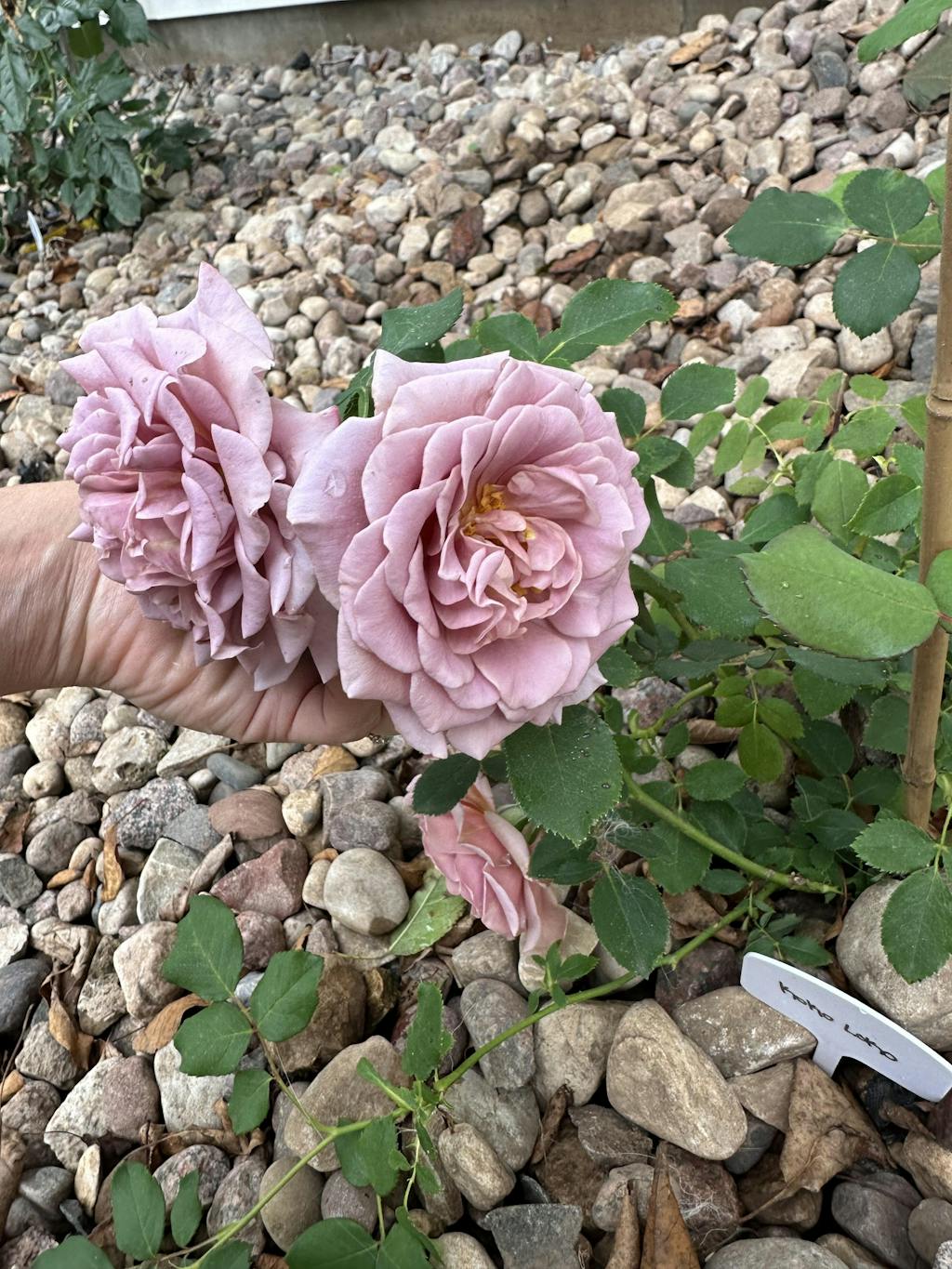 Koko Loko Rose - Floribunda - Moderately Fragrant – Heirloom Roses