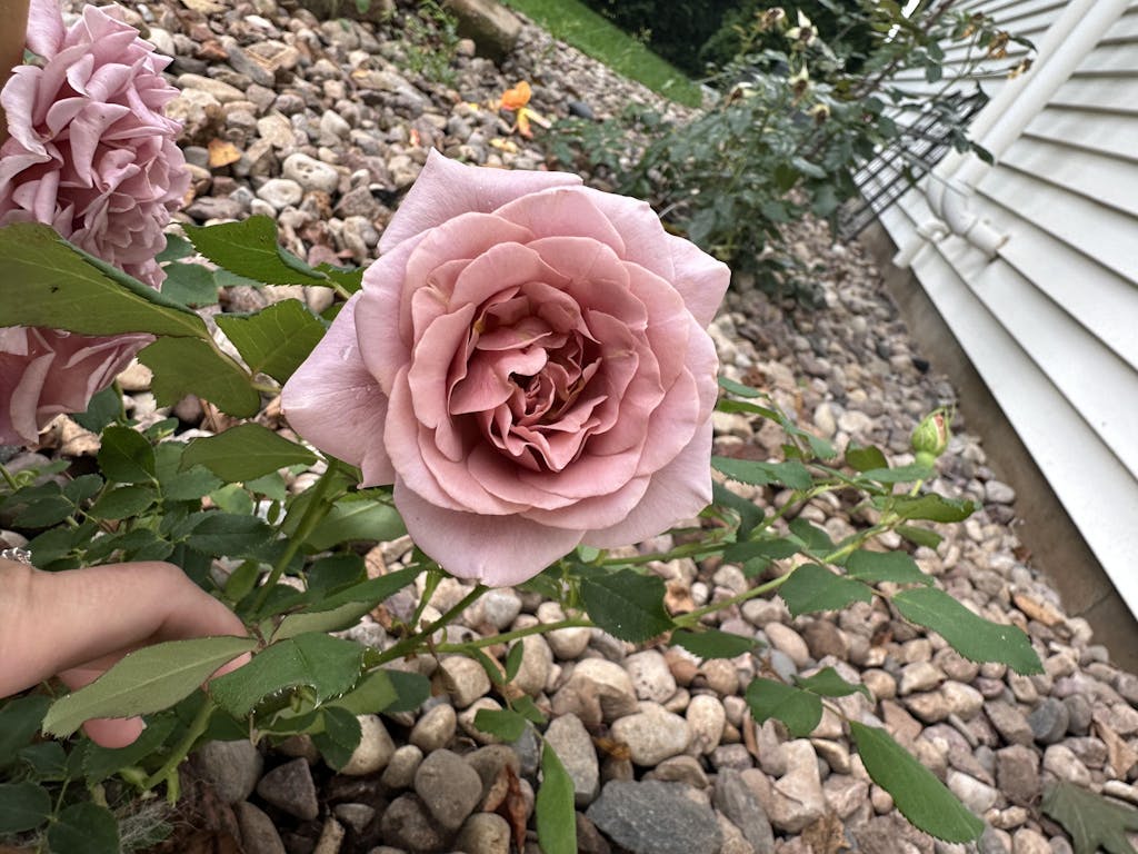 Koko Loko Rose - Floribunda - Moderately Fragrant – Heirloom Roses
