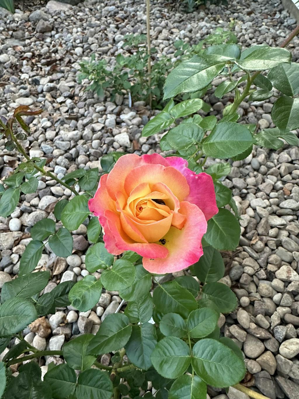 Love & Peace Hybrid Tea Rose | Colorful Rose Plant – Heirloom Roses