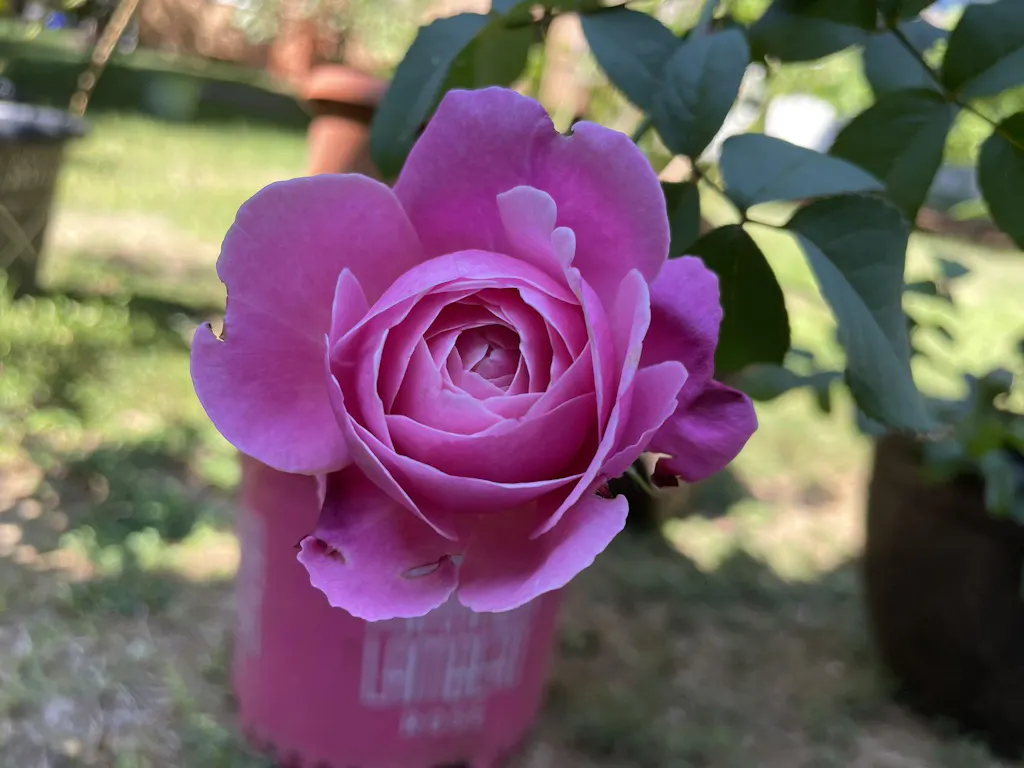 Sister Emmanuelle™ – Heirloom Roses