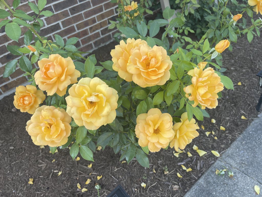 Sunbelt® South Africa® – Heirloom Roses