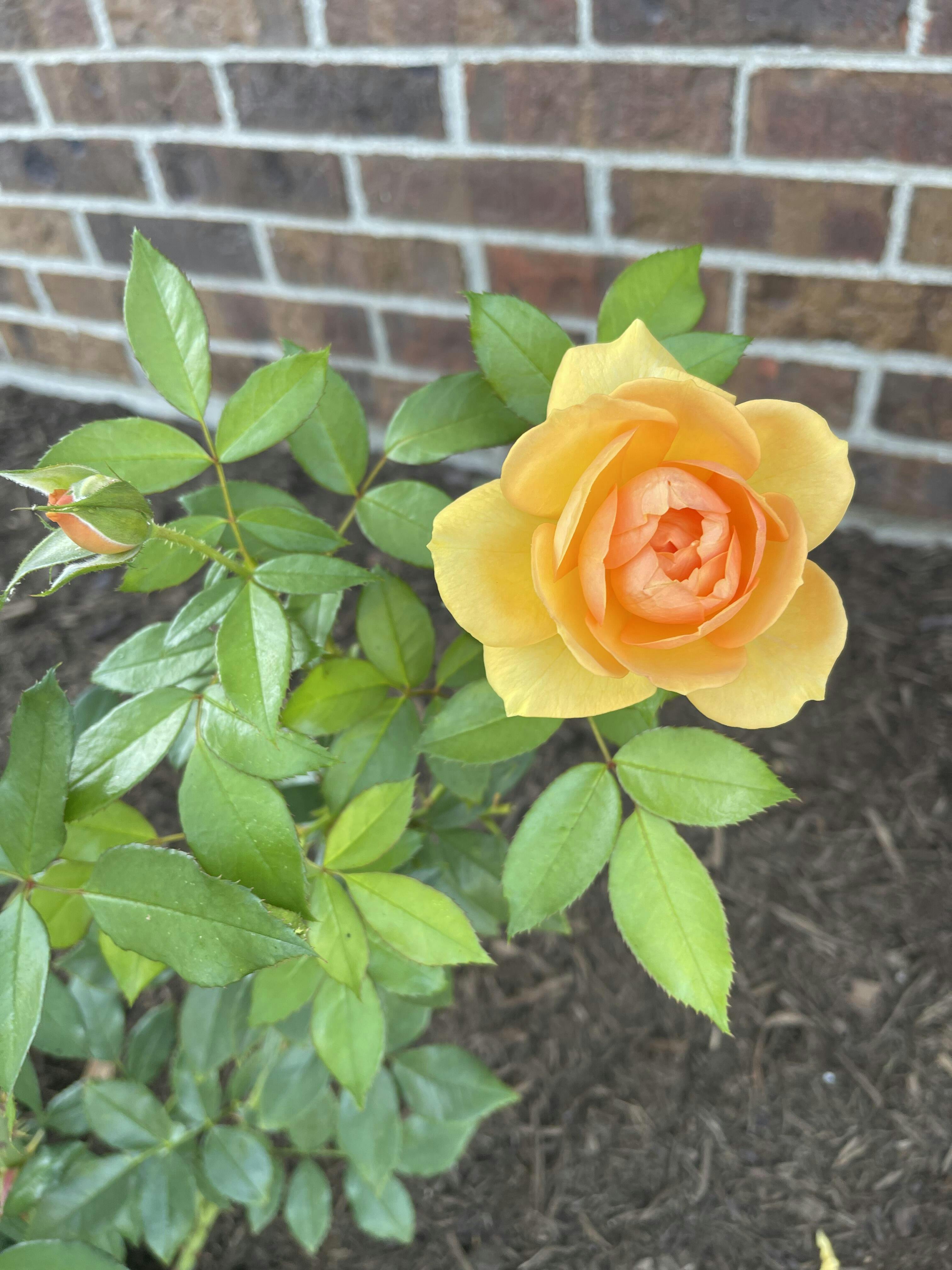 Sunbelt® South Africa® – Heirloom Roses
