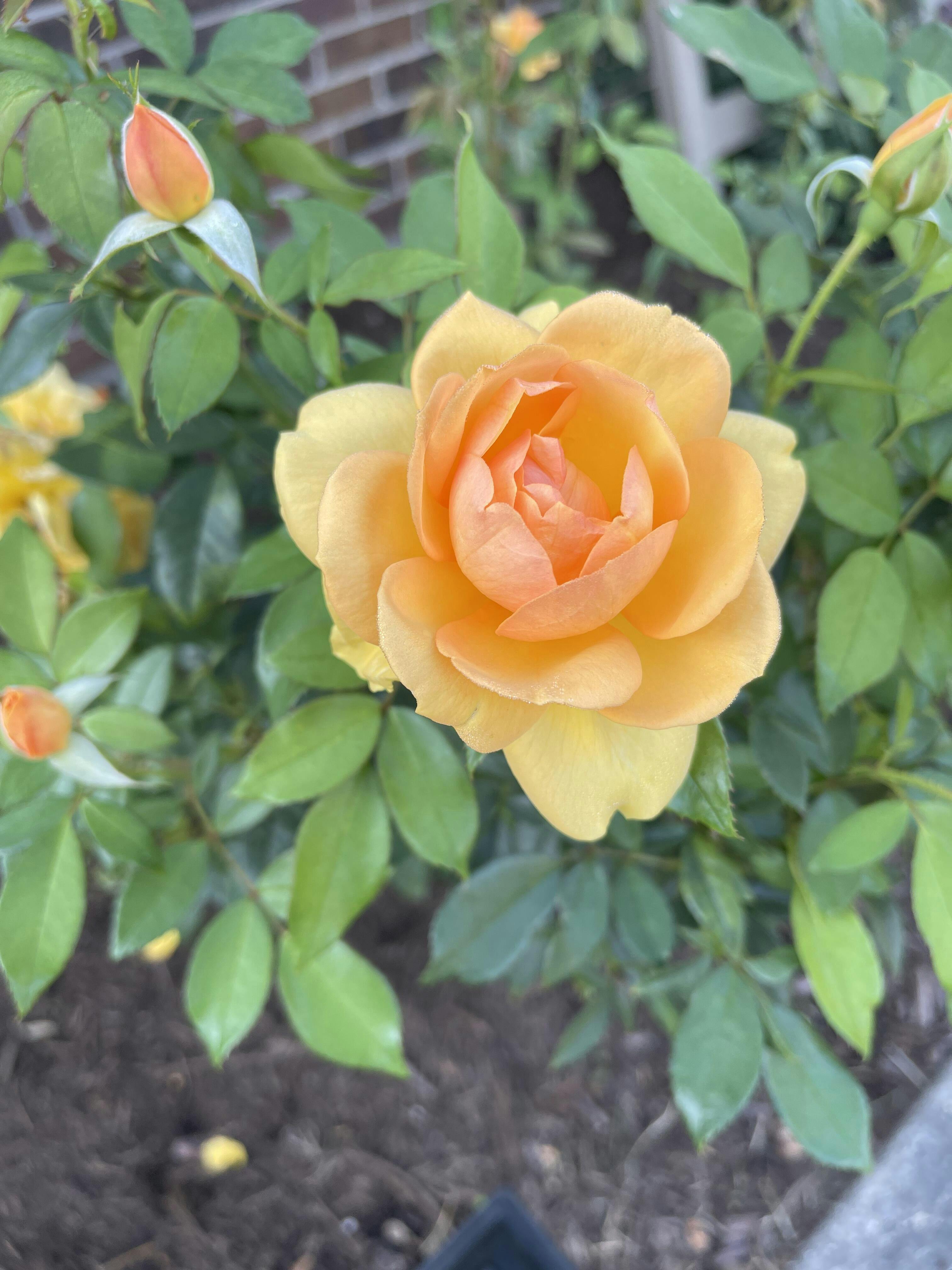 Sunbelt® South Africa® – Heirloom Roses