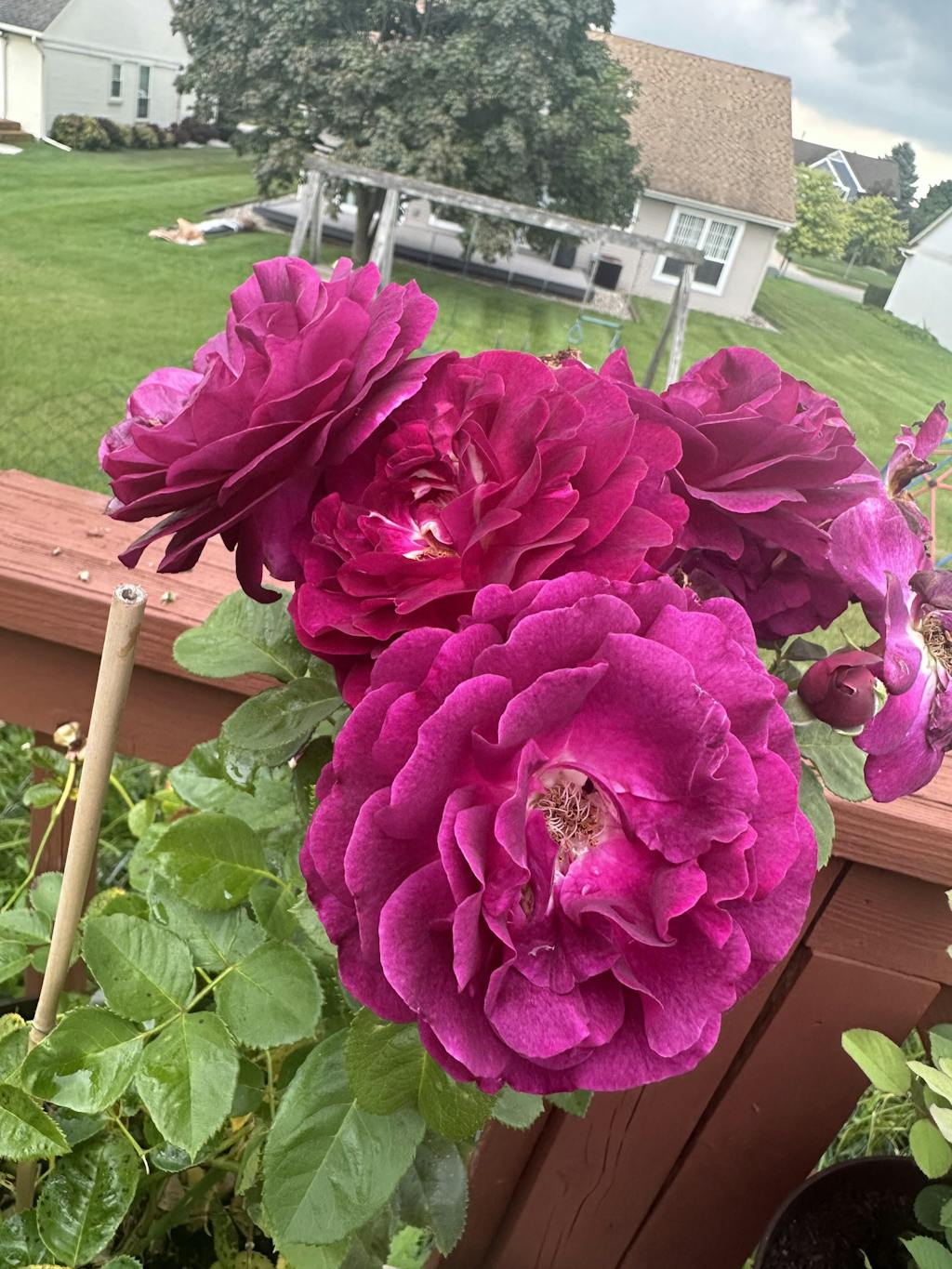 Twilight Zone Grandiflora Rose | Fragrant Rose Bush – Heirloom Roses