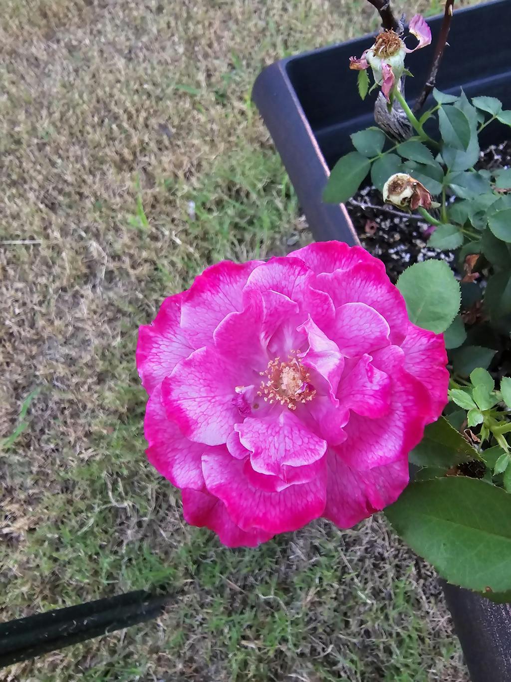 Angel Face Rose - Floribunda - Exceptionally Fragrant – Heirloom Roses