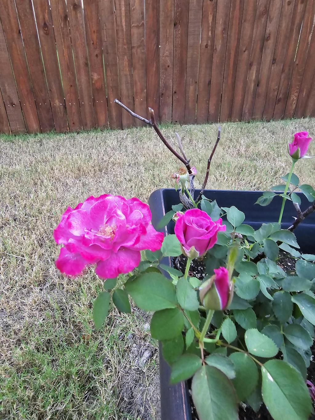 Angel Face Rose - Floribunda - Exceptionally Fragrant – Heirloom Roses