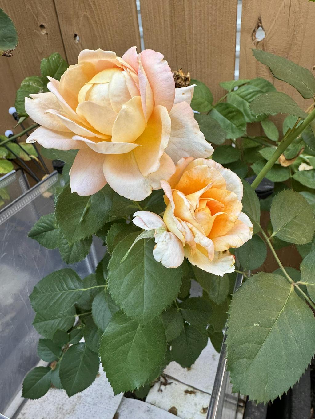 Fun in the Sun™ – Heirloom Roses