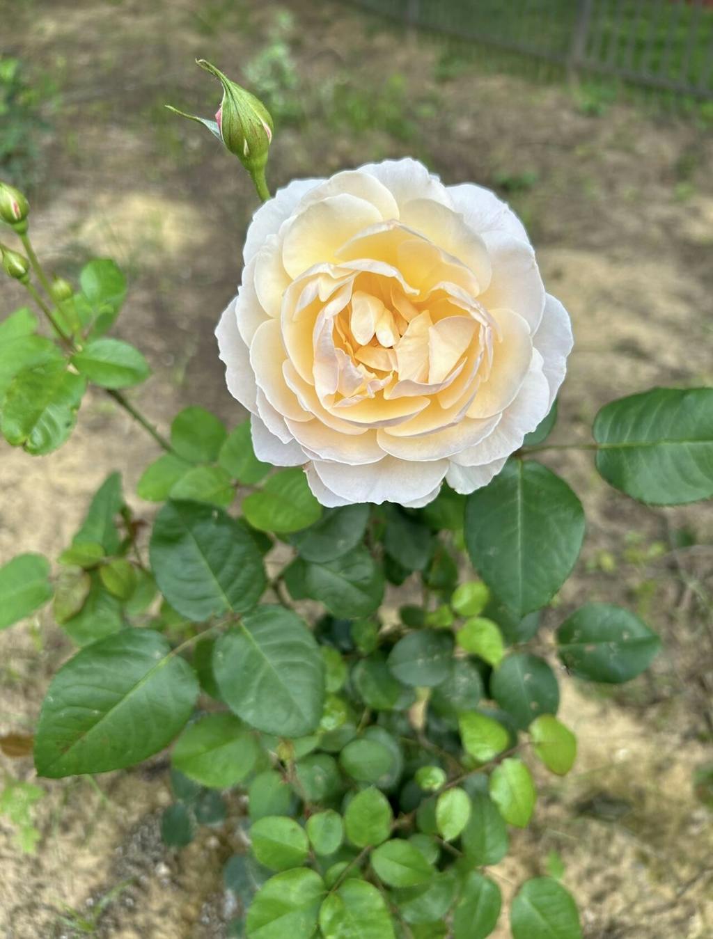 Moonlight in Paris™ – Heirloom Roses