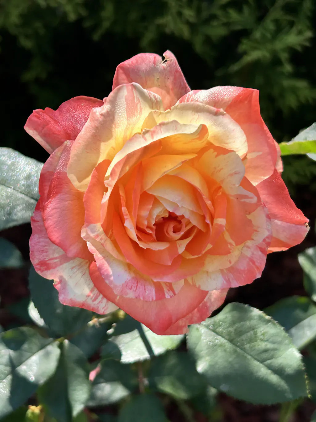 Tropical Sunset Hybrid Tea Rose | Colorful Rose Plant – Heirloom