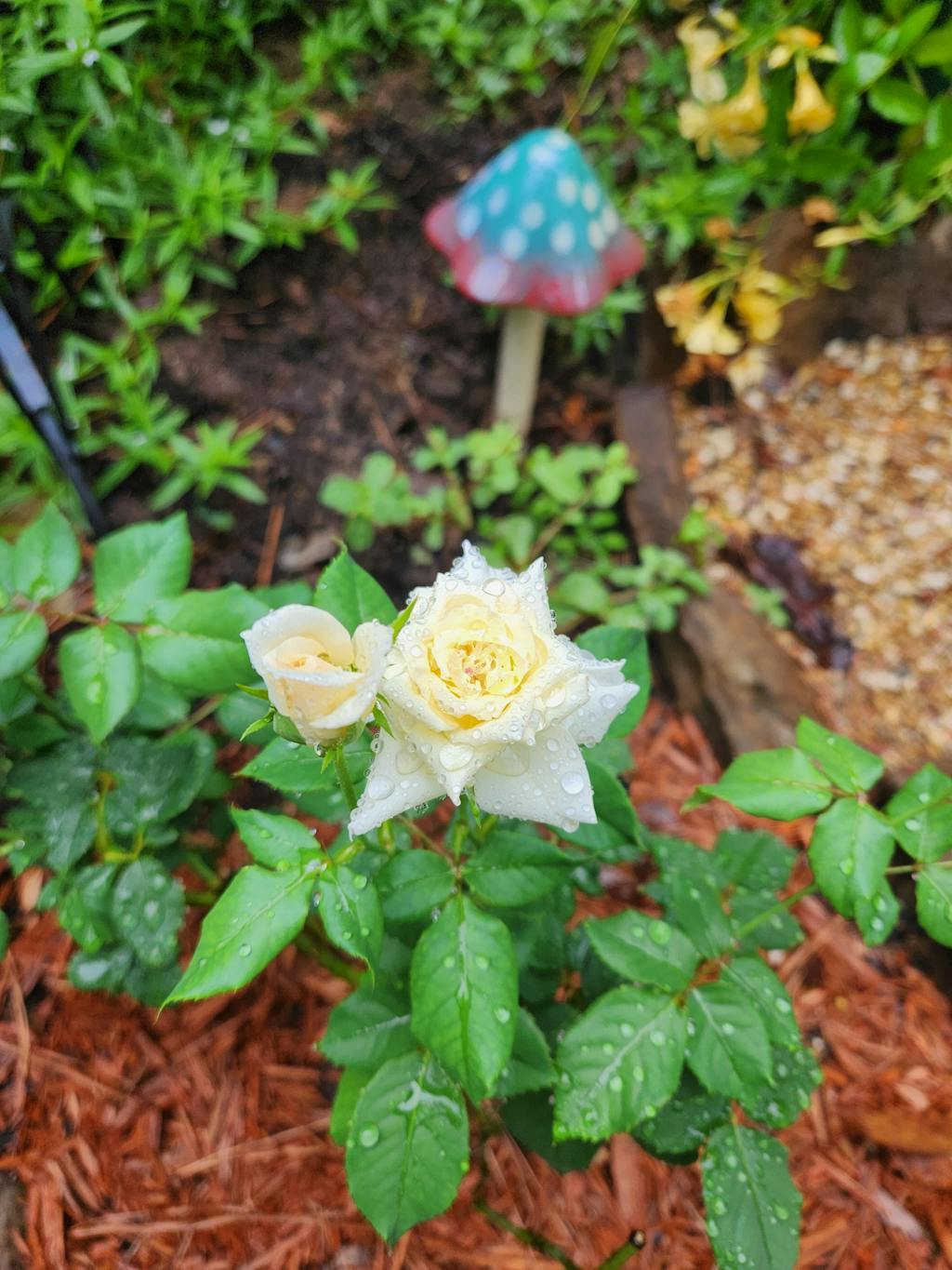 Leaping Salmon Climbing Rose | Apricot Rose Bush – Heirloom Roses