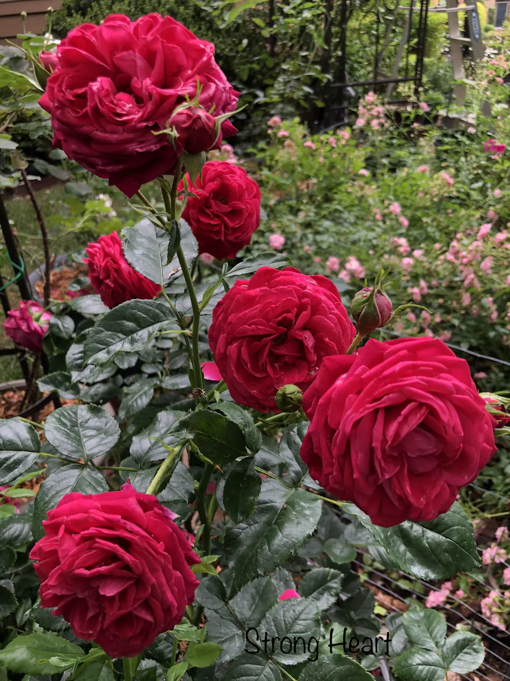 Braveheart Shrub Rose | Red Rose Bush – Heirloom