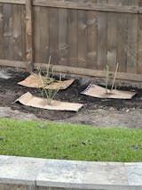 April Love Rose - Shrub - Exceptionally Fragrant – Heirloom Roses