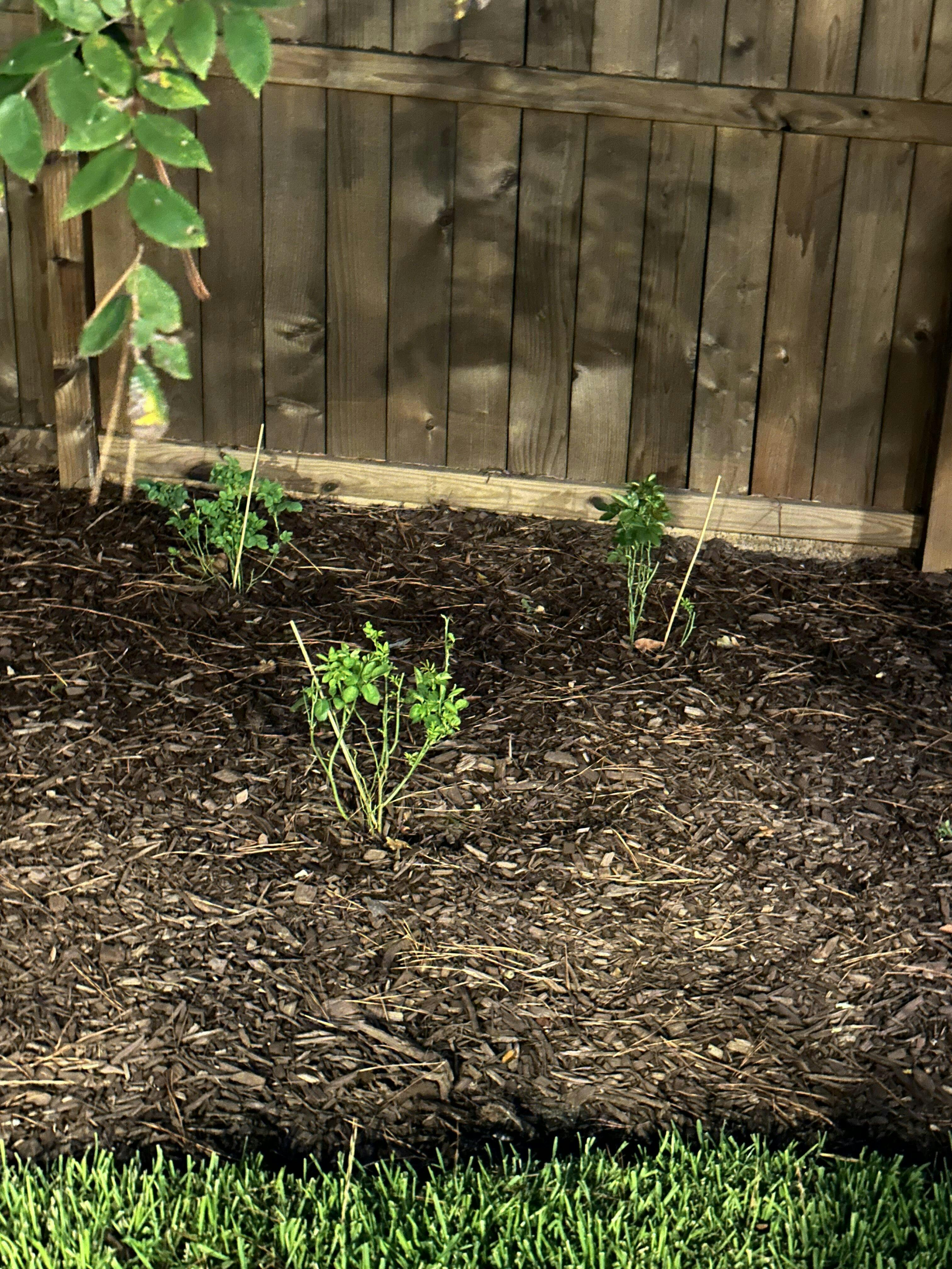 April Love Rose - Shrub - Exceptionally Fragrant – Heirloom Roses