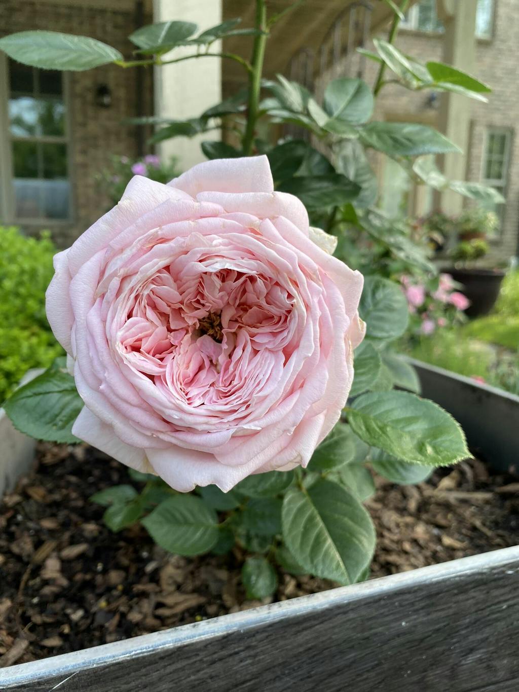 Amazing Grace Rose - Shrub - Exceptionally Fragrant – Heirloom Roses