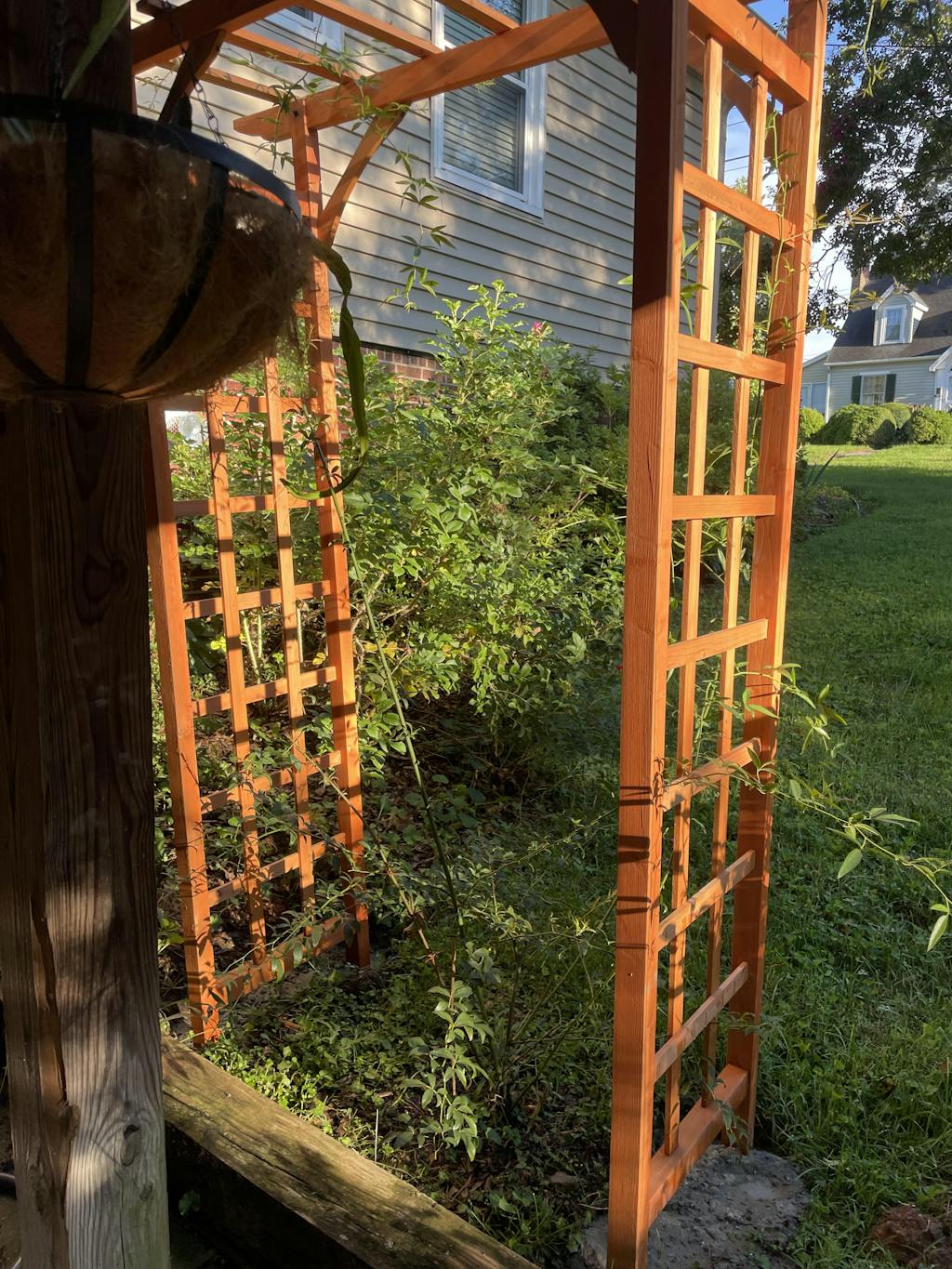 Lady Banks | Yellow Climbing Rose Bush – Heirloom Roses