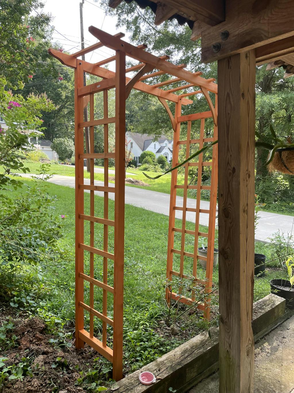 Lady Banks | Yellow Climbing Rose Bush – Heirloom Roses
