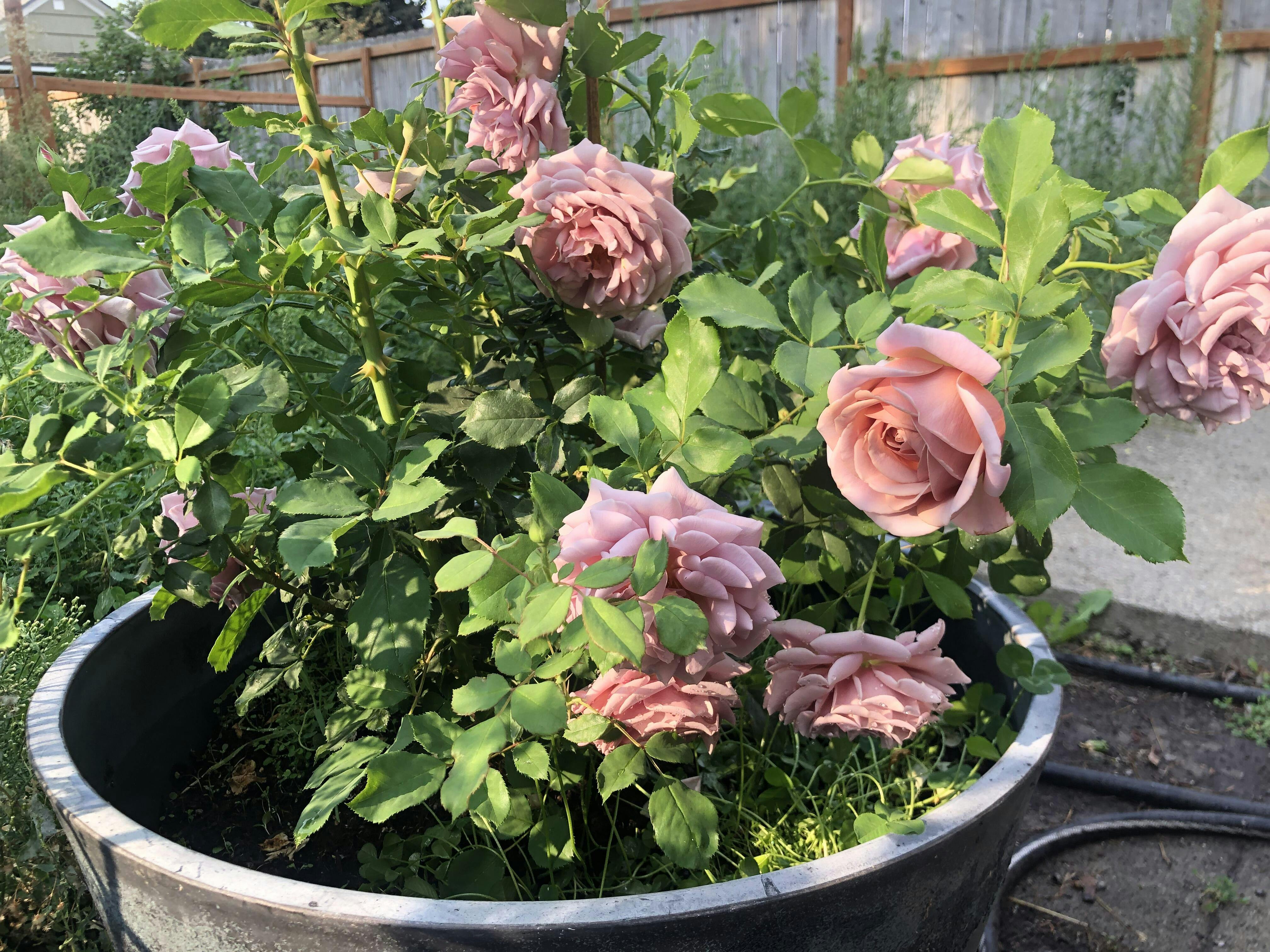 Koko Loko Rose - Floribunda - Moderately Fragrant – Heirloom Roses