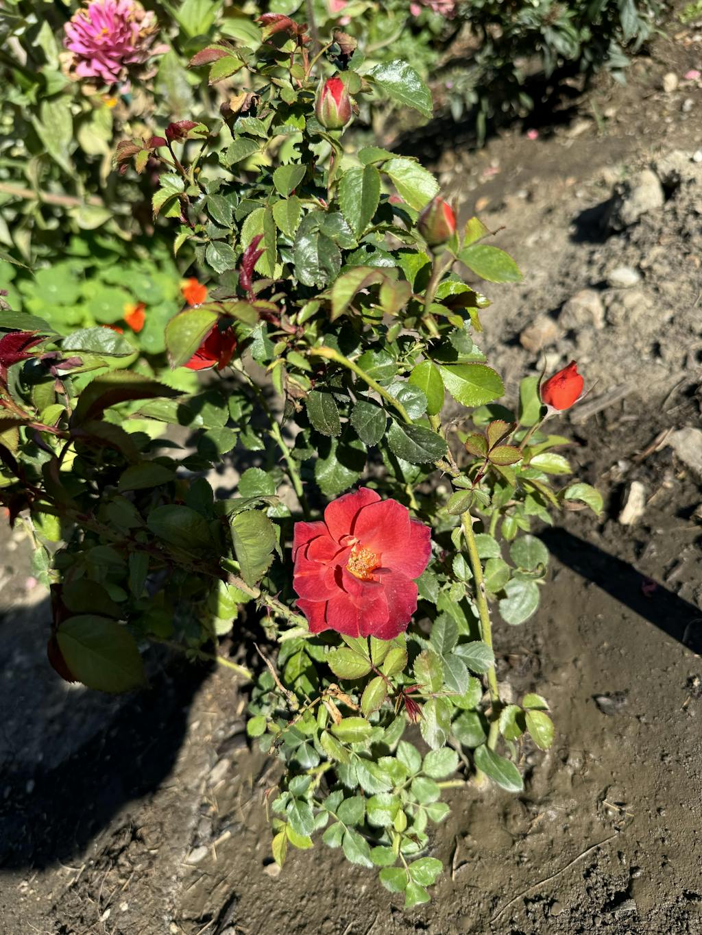 Hot Cocoa Rose - Shrub - Moderately Fragrant – Heirloom Roses