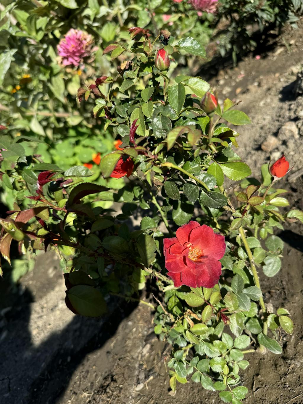 Hot Cocoa Rose - Shrub - Moderately Fragrant – Heirloom Roses