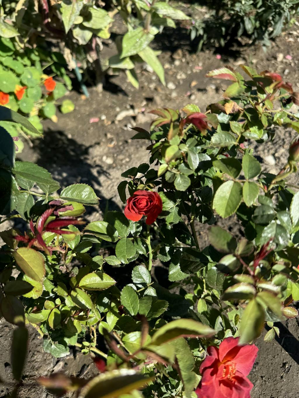 Hot Cocoa Rose - Shrub - Moderately Fragrant – Heirloom Roses