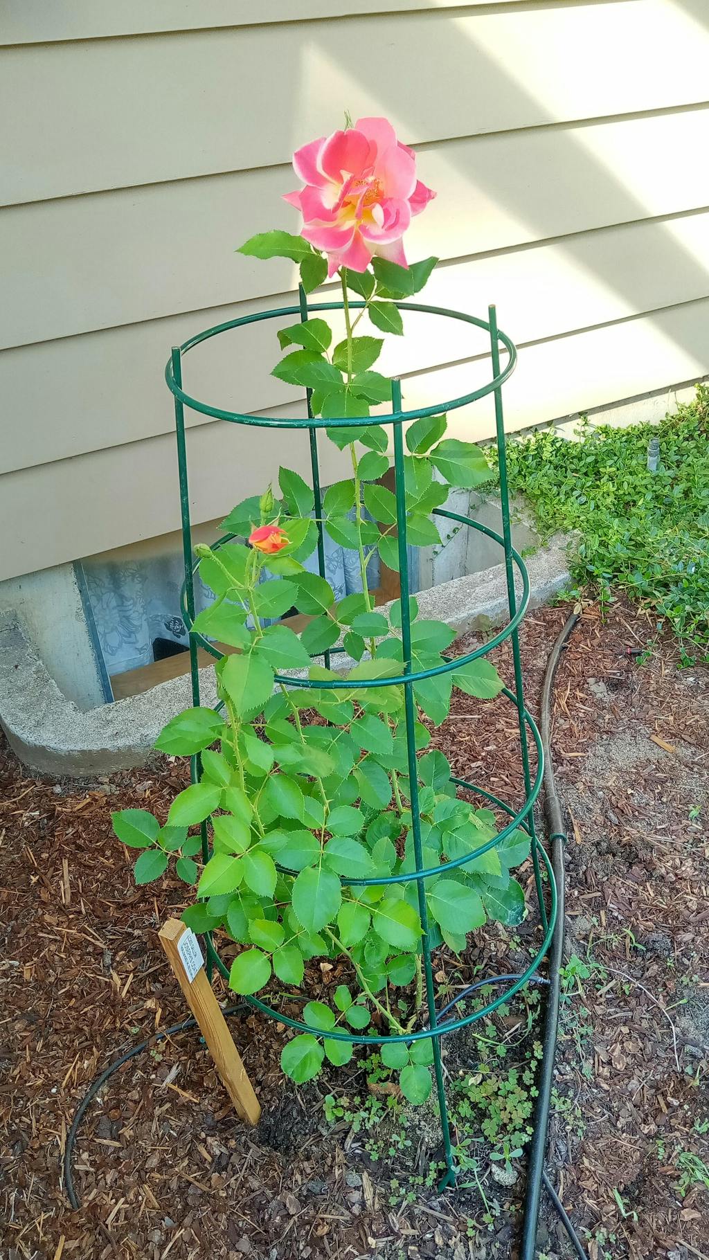 Joseph's Coat Rose - Climbing Roses - Lightly Fragrant – Heirloom Roses