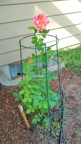 Joseph's Coat Rose - Climbing Roses - Lightly Fragrant – Heirloom Roses