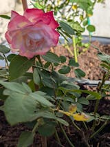 Cherry Parfait Rose - Grandiflora - Lightly Fragrant – Heirloom Roses