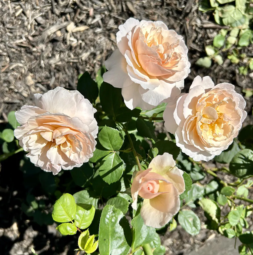 Princess Charlene de Monaco® – Heirloom Roses