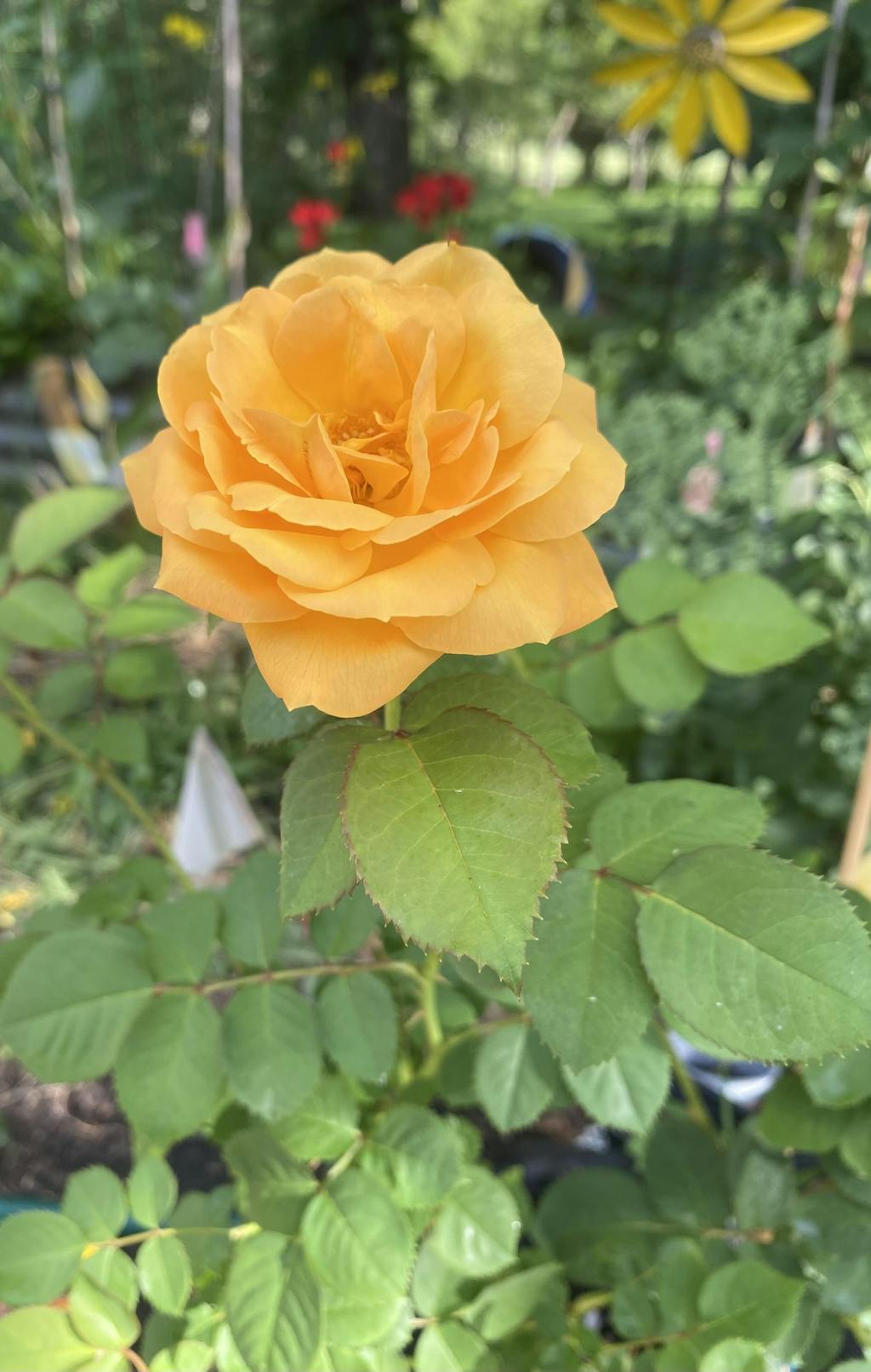 Good As Gold Hybrid Tea Rose | Orange Rose Plant – Heirloom Roses
