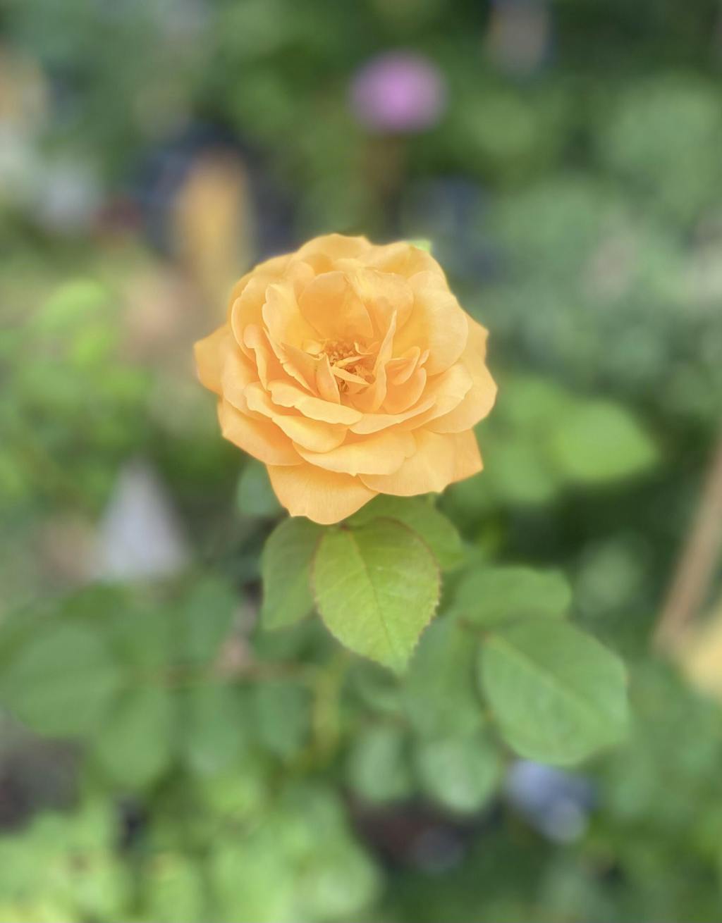 Good As Gold Hybrid Tea Rose | Orange Rose Plant – Heirloom Roses