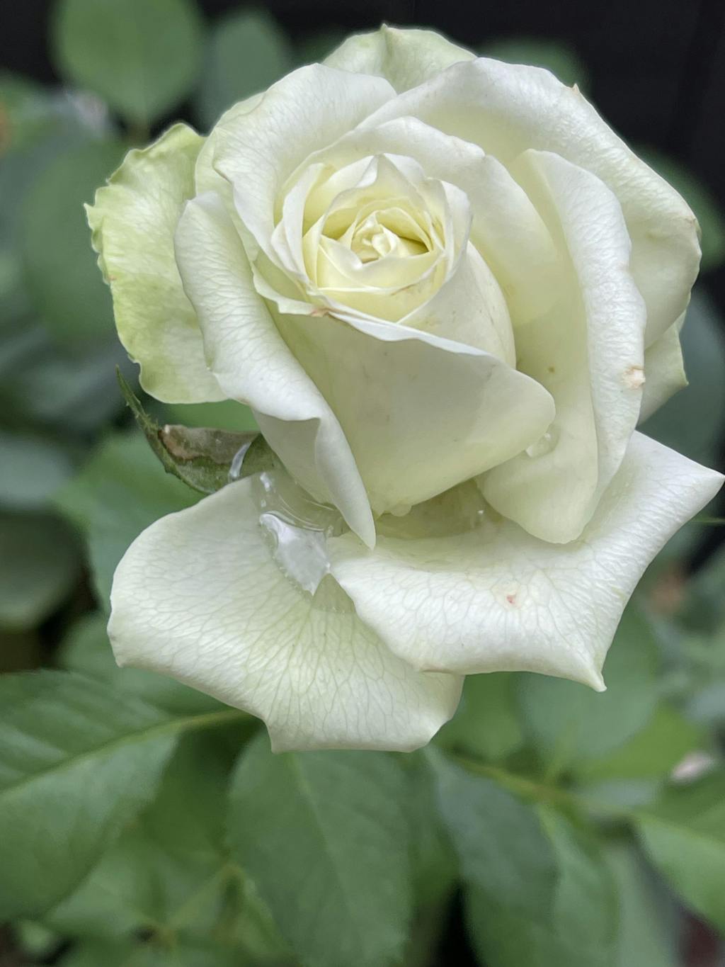 Green RomanticaHybrid Tea Rose | Green Rose Plant – Heirloom Roses