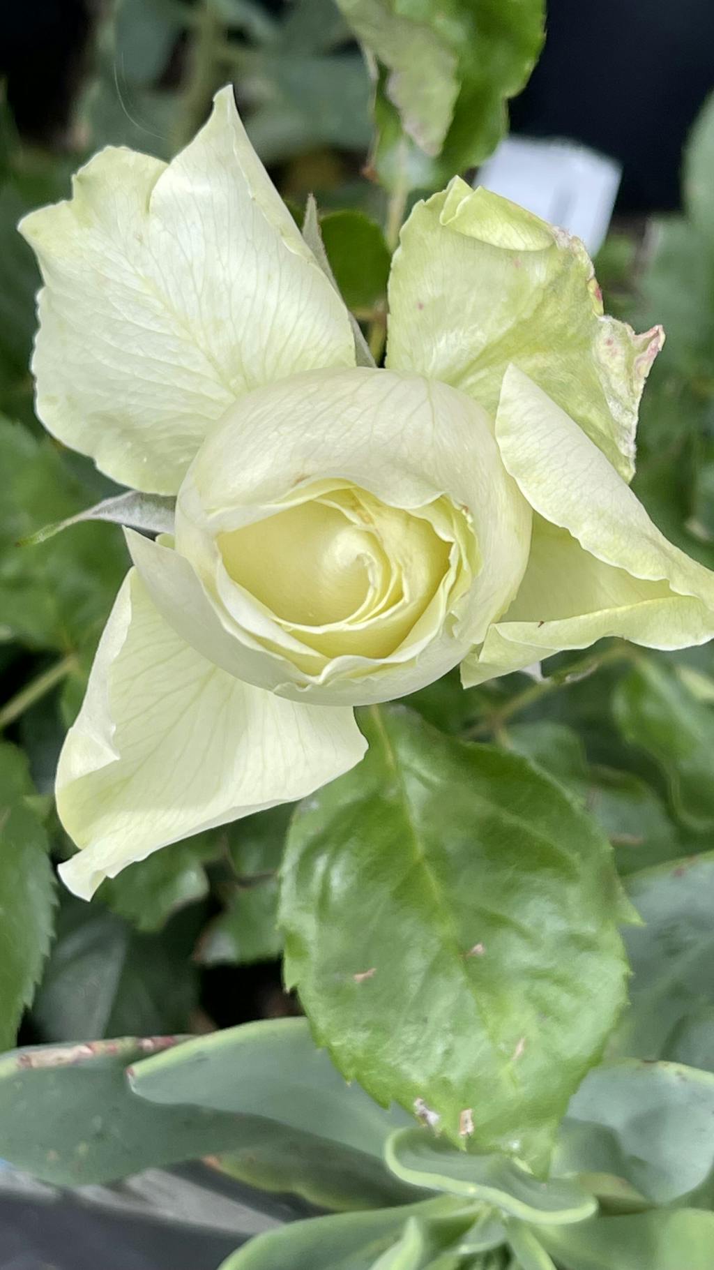 Green RomanticaHybrid Tea Rose | Green Rose Plant – Heirloom Roses