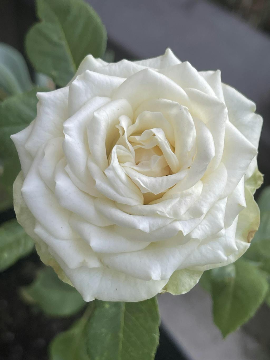 Green RomanticaHybrid Tea Rose | Green Rose Plant – Heirloom Roses