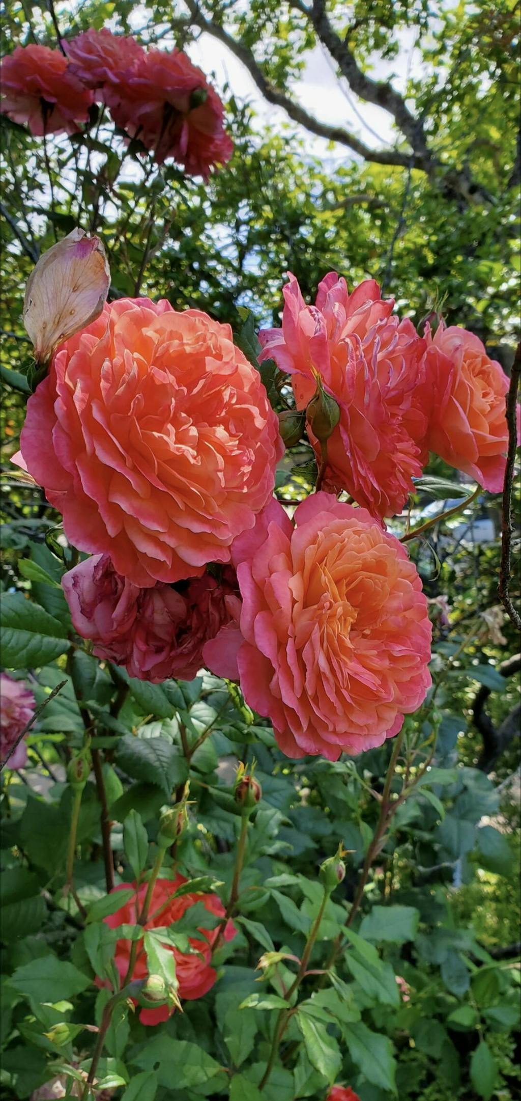 Portlandia Rose - Shrub - Moderately Fragrant – Heirloom Roses