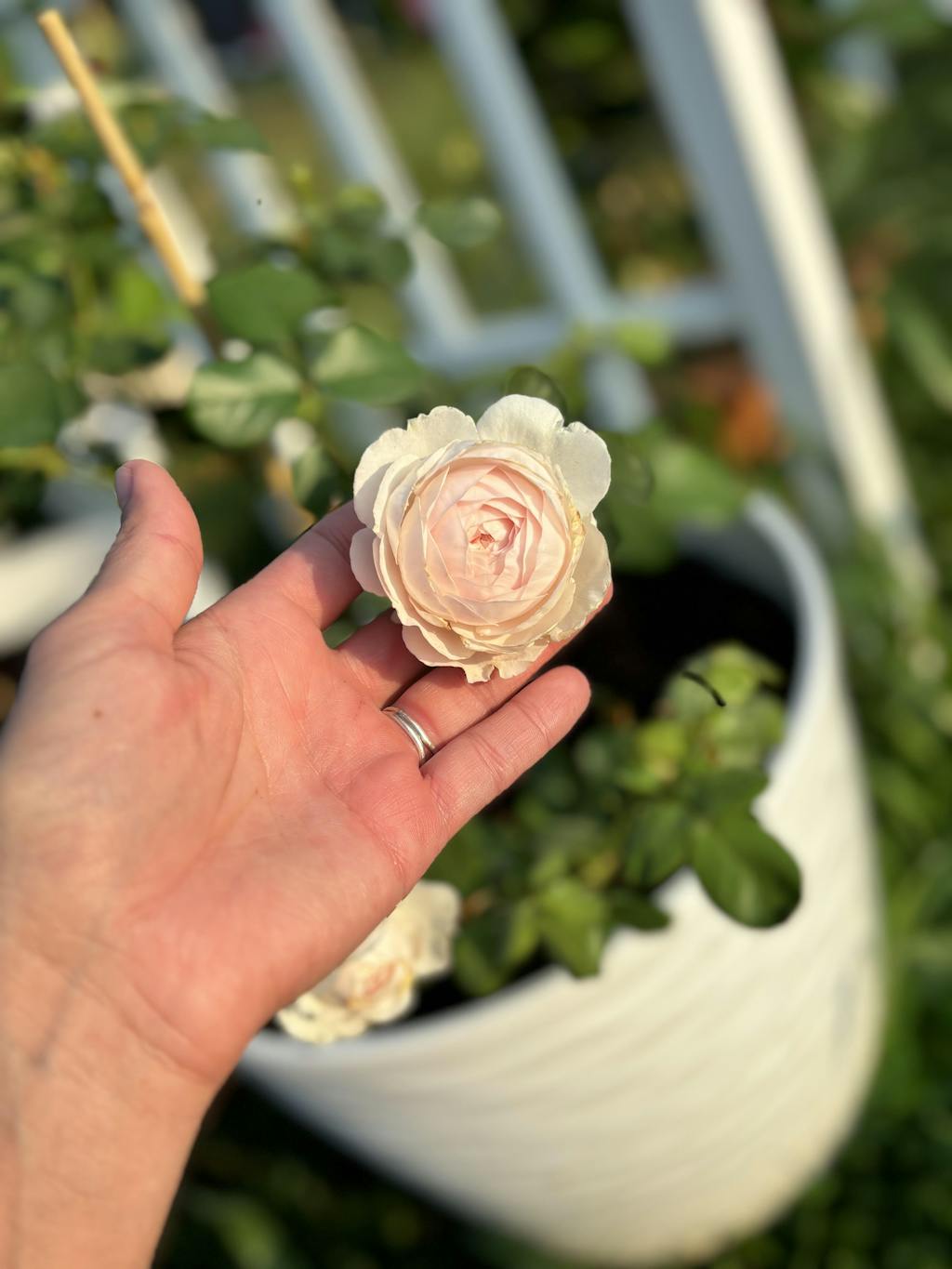 Earth Angel Rose - Floribunda - Exceptionally Fragrant – Heirloom Roses
