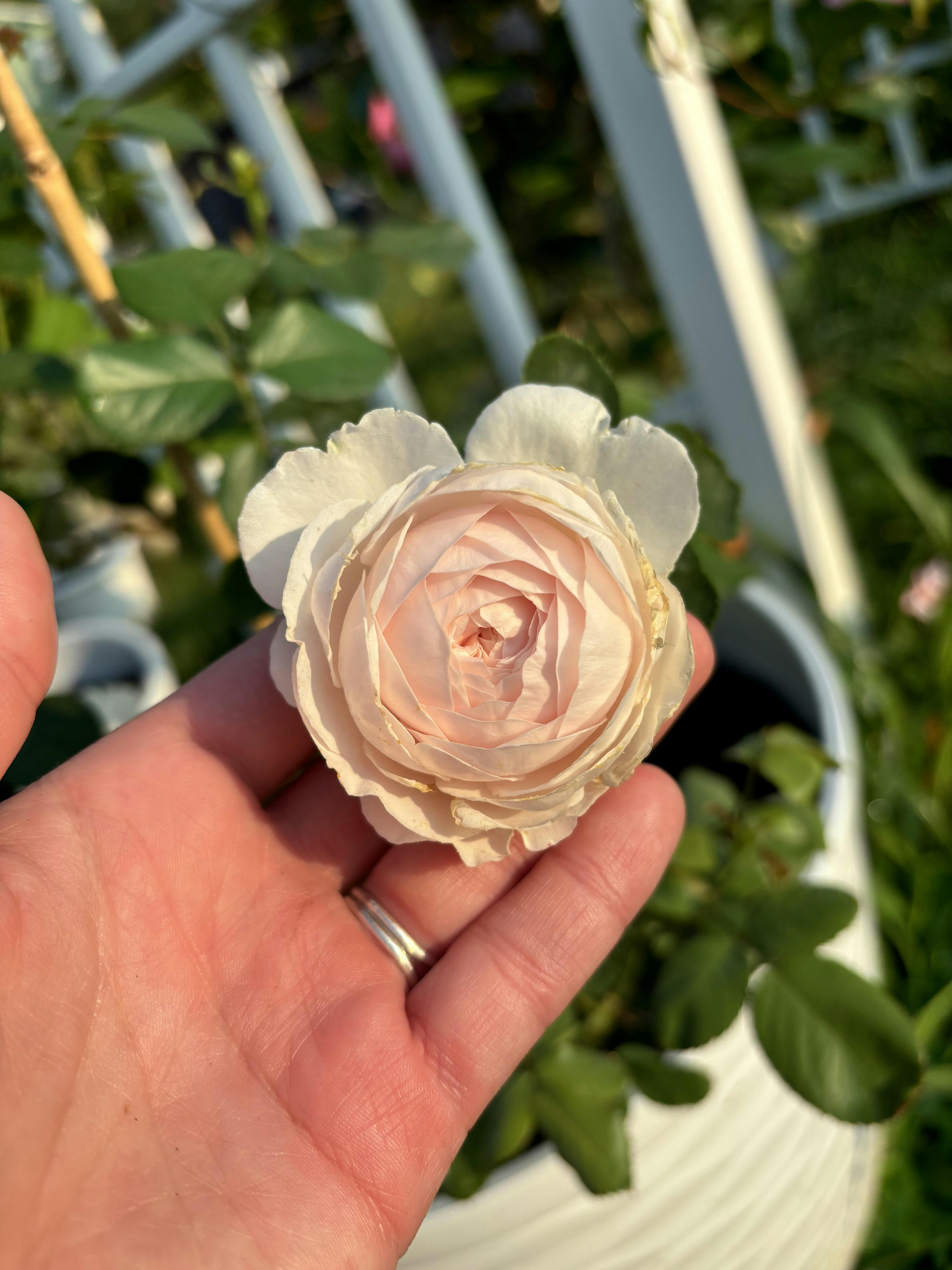 Earth Angel Rose - Floribunda - Exceptionally Fragrant – Heirloom Roses