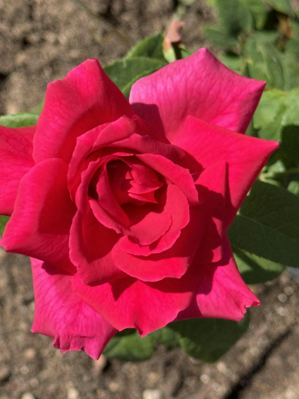 Mister Lincoln Rose - Hybrid Tea - Exceptionally Fragrant – Heirloom Roses