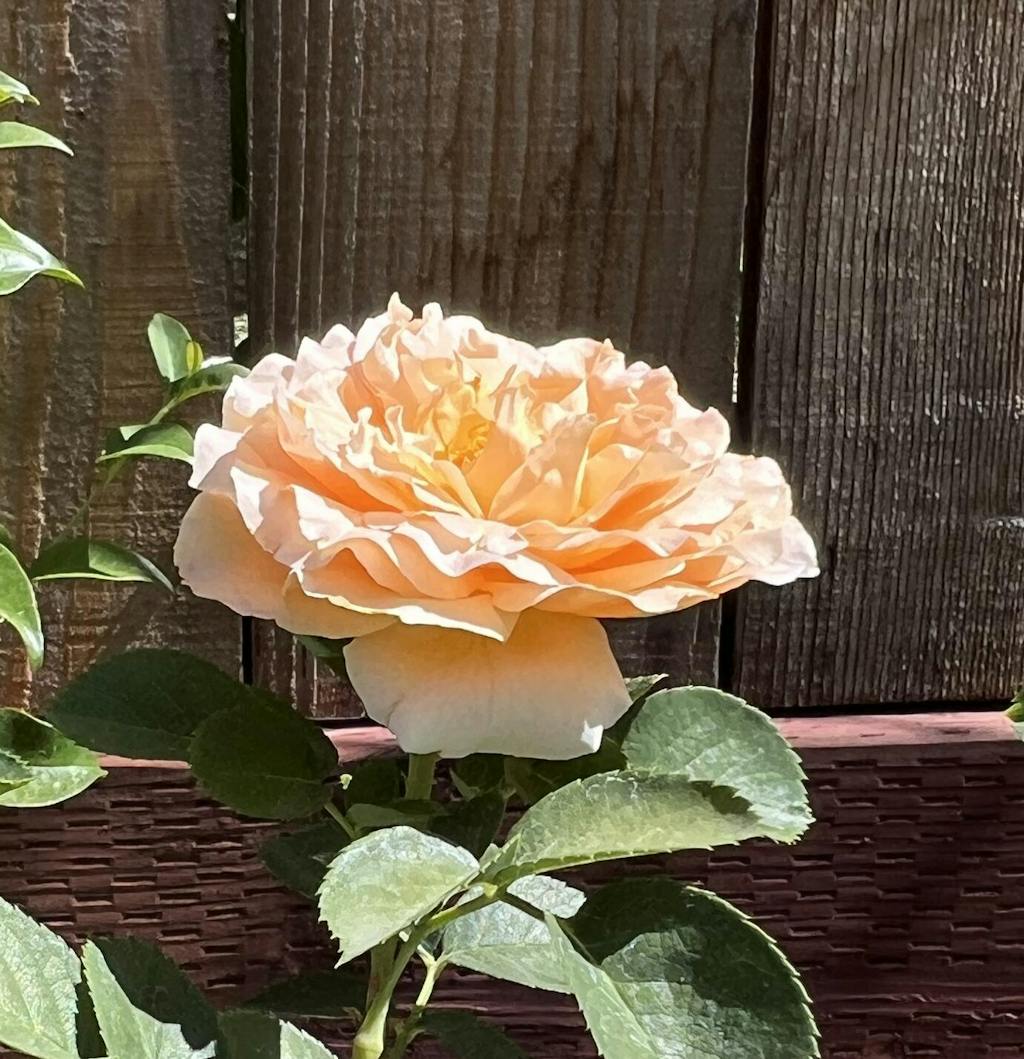 Polka Rose - Climbing Roses - Very Fragrant – Heirloom Roses