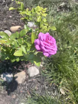 Plum Perfect Rose - Floribunda - Lightly Fragrant – Heirloom Roses