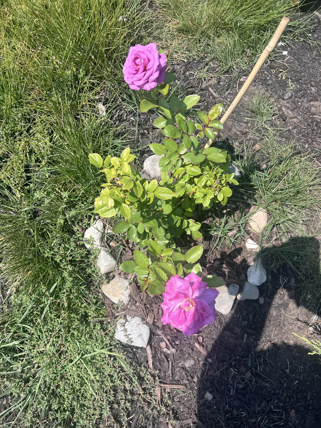 Plum Perfect Rose - Floribunda - Lightly Fragrant – Heirloom Roses