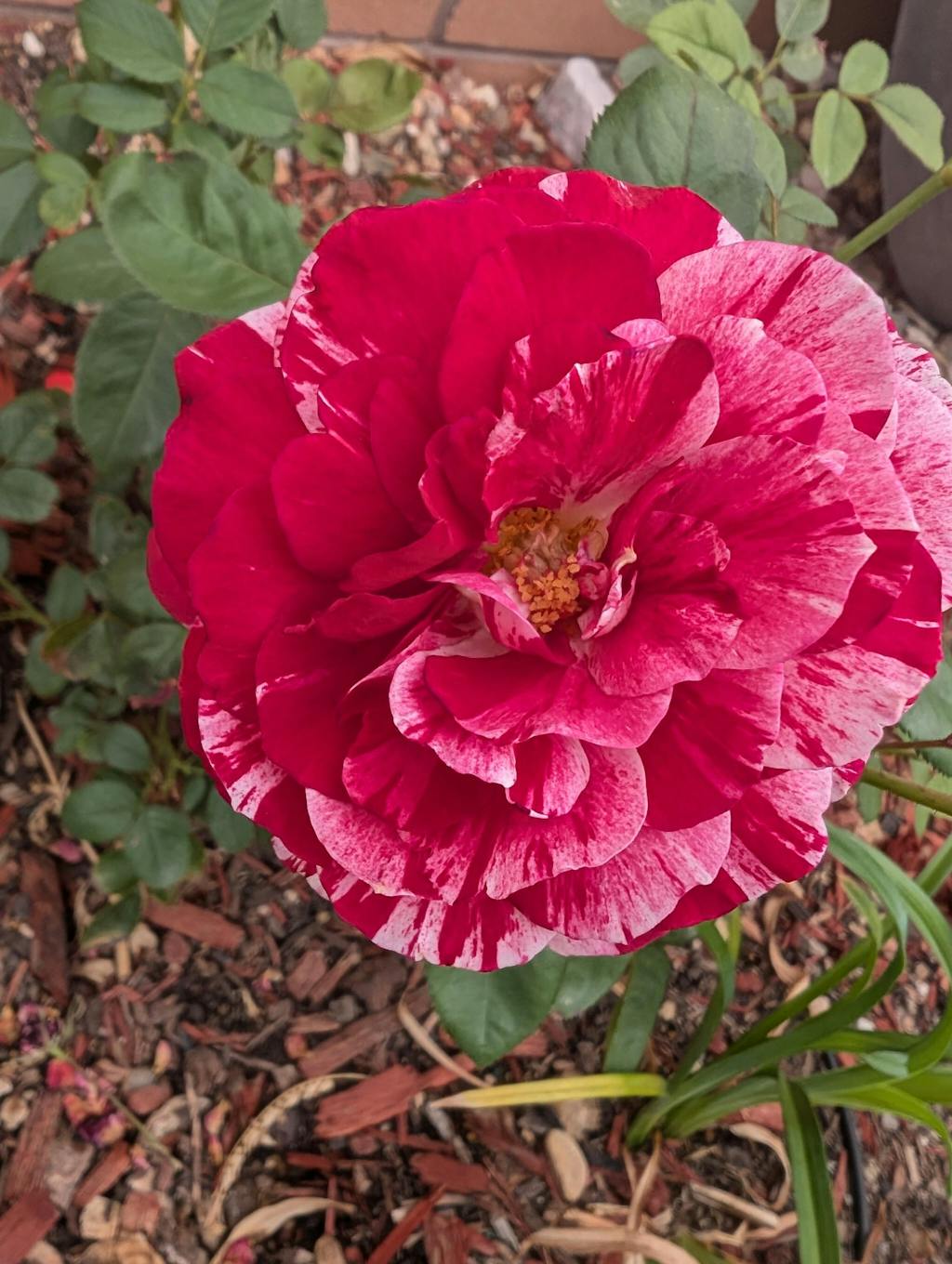 Scentimental Shrub Rose | Fragrant Rose Bush – Heirloom Roses