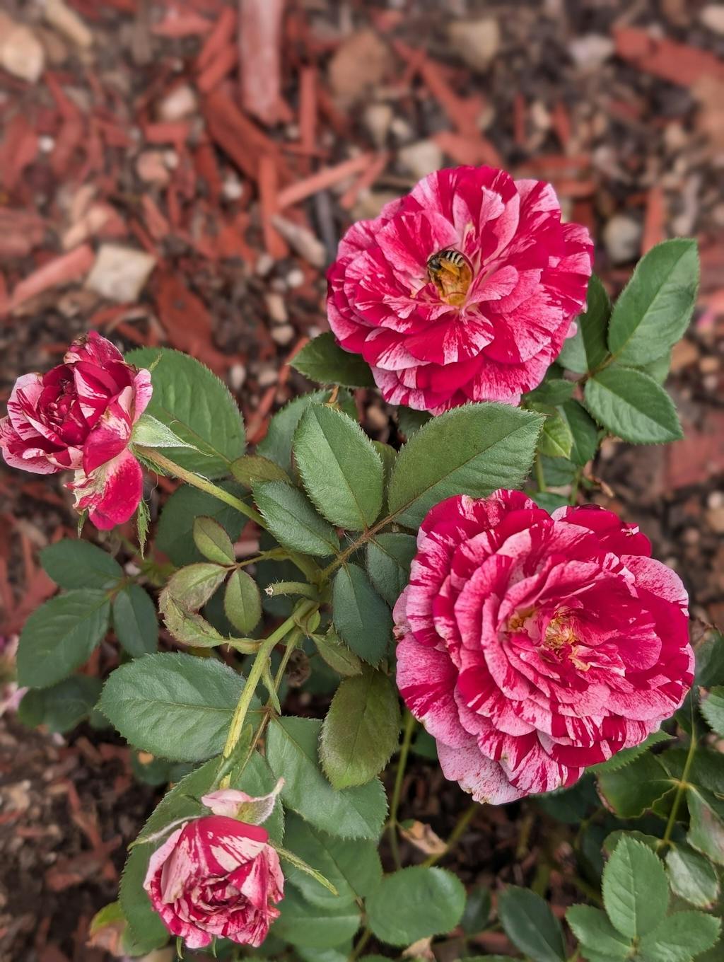 Scentimental Shrub Rose | Fragrant Rose Bush – Heirloom Roses