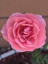 Dee-Lish® – Heirloom Roses